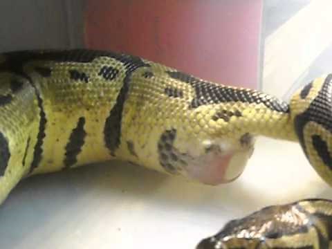 Pastel ball python laying eggs!