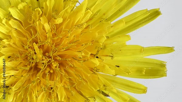 Tiny beetles and their larvae crawling over a Dandelion flower.