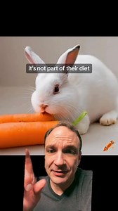 The weird reason people think rabbits eat carrots | Author Jason K Pargin