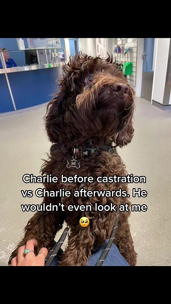 Charlie the Cockapoo on TikTok