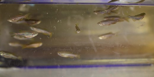 Amazing zebrafish cure human blindness: Medicine's next big thing?