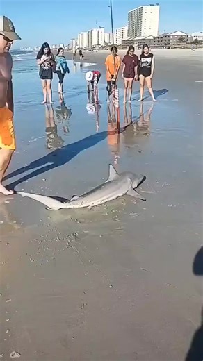 Shark caught and released by unknown fisherman | Lost Souls Radio