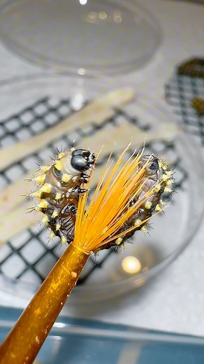 23K views · 256 reactions | Antherina suraka caterpillars seem to be adapting to the artificial diet really well! And what cool looking caterpillars they are too! It’s the first time I have raised these and I can’t wait to see the moth #moths | Jumping spider & Moth life | Facebook