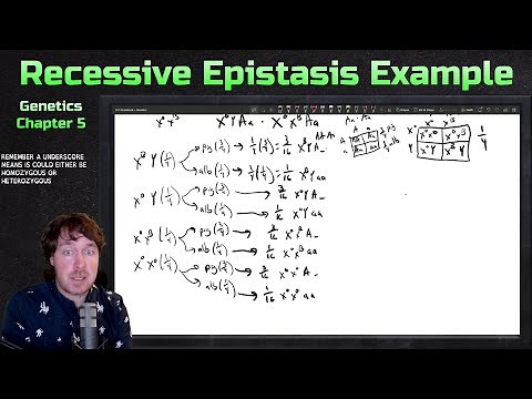 Recessive Epistasis and X-Linkage Example Problem | Genetics