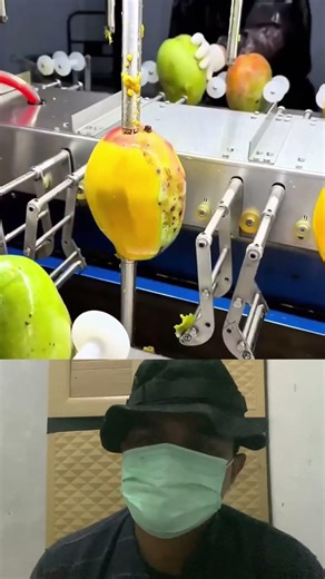 Mango Processing Machine Works Fast