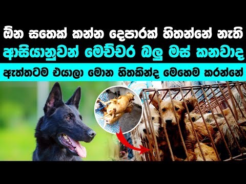 ආසියානුවන් සහ බලුමස් කතාවේ ඇත්ත නැත්ත | Why do Asians eat dogs? Why don't you?