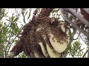 Intricate process of removing a beehive
