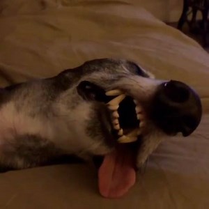 31K views · 1.3K reactions | video: As you can see ... Greyhounds are the most energetic and dynamic dogs on earth! False! Wrong! | OH! Happy Grey | Facebook