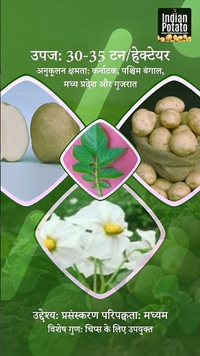 Kufri Chipsona 4: The Ultimate Potato for Chips! कुफरी चिप्सोना 4