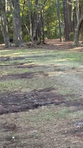 Disc Golf Explained 🥏 The Fastest Growing #Sport for Everyone #Sports #Disc #Girls #games #gaming