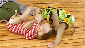 2.7K views · 126 reactions | Both Smartest Baby Lion & Sono Test The Powder After Full Eating Today | Monkey Kid | Facebook