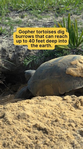 In the heart of the Everglades, these slow-moving gopher tortoises dig burrows that offer vital shelter to over 300 species, protecting them from the extreme temperatures of the region. 🎥: #NationalParksUSA