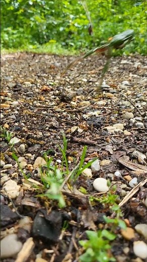 Common Frog Leaps Out of Frame in Slow Motion 🐸🎥 #FrogJump #SlowMoMagic #NatureInMotion