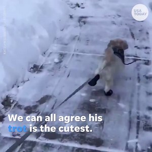 Dog struggles to walk in new winter booties in Minnesota