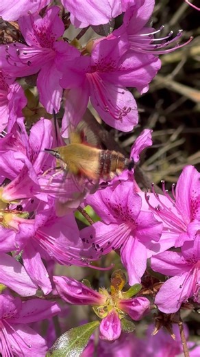 3.5K views · 63 reactions | Have you ever seen one? I am working on...