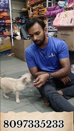 pug dog | puppy | pug breed | pug female dog | dog price #pug #puglife #pugs #dog #dogs #smalldog