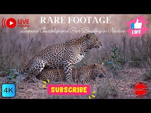 Rare Footage: Leopard Courtship and Pair Bonding in Nature