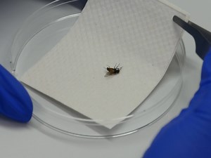 Detection of Foodborne Bacterial Pathogens from Individual Filth Flies