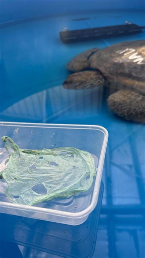 Our patient Nalu has passed away from plastic ingestion 😭 She was in care with us for 3 months. We tried everything we could to save her, but we still lost her in the end. We are heartbroken 😭 Plastic litter (like the plastic bag inside Nalu’s intestines) ends up in marine wildlife when people throw it in the ocean. Even if you live kilometers from the coast, the plastic that you litter is carried by rainwater and wind into creeks, rivers, and drains - which all lead to the ocean. 80% of plast