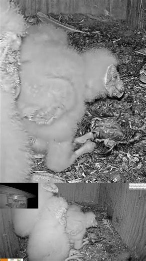 Nature’s Underdog 🦉 | Smallest Owl Eats Alone