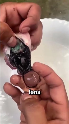 Your Eyes Have Been Lying to You: How Vision Can Trick the Brain