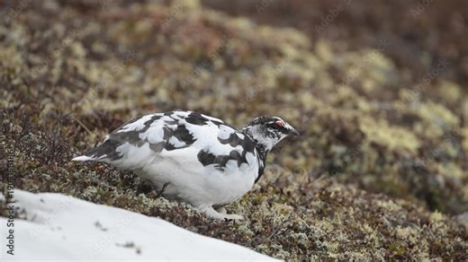 Male rock ptarmigan pecks and feeds on heather and grass near melting snow during spring Norway