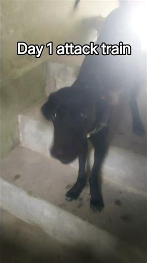 labra training attack day 1 💀#shorts #viral #labrador #pets #tranding