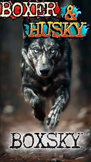 Boxsky Dog Breed — The Boxer x Husky Mix You Need to See! 🐾❄️ #Boxsky #DogMix #HuskyMix