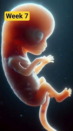 Pregnancy Week 7 Explained | Rapid Brain Growth & Early Organ Formation #shorts #pregnancy