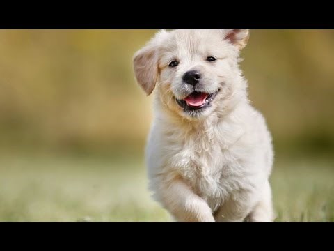 Top 50 Most Popular Dog Names in America | Top 50 Dog Names | Unique Puppy Names | Naming Your Dog
