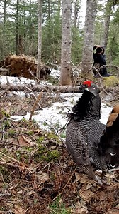 82K views · 1.9K reactions | Un Tétras du Canada est carrément venu s'installer à côté de moi ! Vous pouvez voir mon ami Claudiu Roman Photographie - Au Naturel qui nous prend en photo ! | Mathieu Labrosse - Photographie en Nature | Facebook