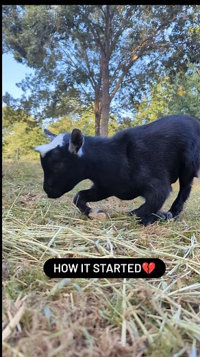 Make it count! ❤️ Everyday we have a choice. Live life to the fullest or watch it pass you by! Skip spent the first couple of months of his life unable to walk due to severe contracted tendons. In just a month here at Gratitude Gate with daily splints and stretches, Skip is able to walk without support!! - We are not done yet!!! I just wanted to make sure you saw the incredible progress so far ❤️ His sister, Shimmy, has proven to be slightly more difficult to improve her stance but slowly but su