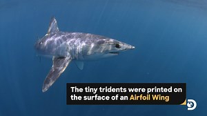 66K views · 368 reactions | What do airplanes and sharks have in common? More than you'd think...麗 | Science Channel | Facebook