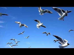 Birds Free Stock Footage - Beautiful Flying Birds Stock Footage (No Copyright)||Free To Use Videos