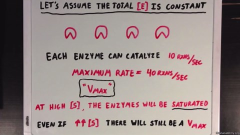 An introduction to enzyme kinetics