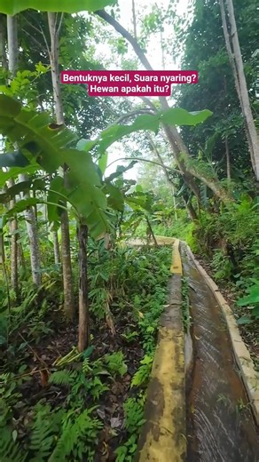 Hewan dengan bentuk yang kecil tapi nyaring suaranya, hanya ada di pedesaan #alam #pedesaan