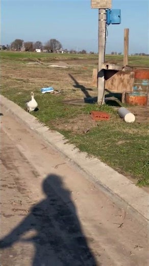 Aggressive Geese Chase Cyclist While on Outdoor Ride