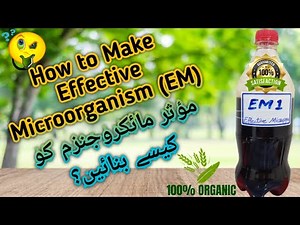 How to Make Effective Microorganism (EM) /Lactic Acide Bacteria (LAB)