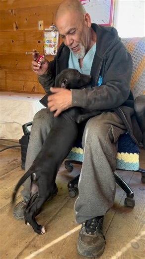 2.9K views · 2.7K reactions | Thank you @tomgarnerkennels for your help in making this “religious experience” happen for the Musician.  We know you went that extra mile. https://apbt.online-pedigrees.com/modules.php?name=Public&file=printPedigree&dog_id=578075 #apbt #gamebred #tomgarner #bolio Dirtroadkennel.com | Dirt RoadKennel | Facebook