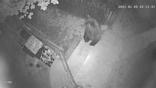 Bear ransacks garbage bin in Romania