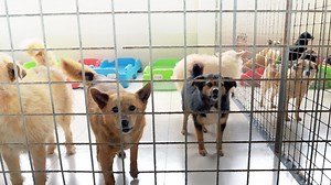 South Carolina Rescue Dog Holds New Owner’s Hand "Whole Way Home" From Shelter