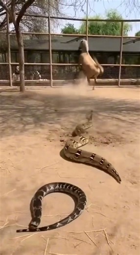 My horse met a python… and instantly chose SURVIVAL MODE 😭🐍💨 #funnyanimals #funny #animals #cute