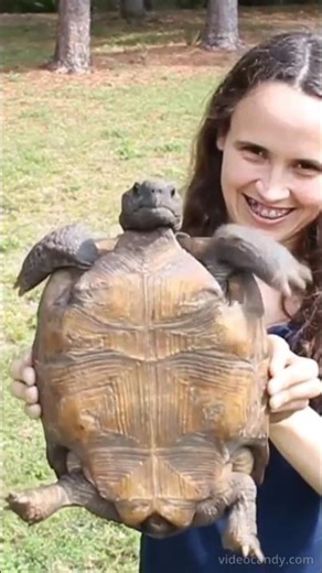 Cool Turtle #turtle Yellow-spotted Amazon river turtle