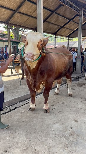 23K views · 216 reactions | Sapi super #sapi #cow #bull #sobat ngarit | Revan Dolan Kandang | Facebook