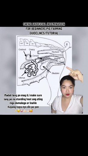 SWINE ARTIFICIAL INSEMINATION: A Comprehensive Guide for Beginners in Pig Farming