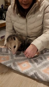 43K views · 3.7K reactions | Another newbie. As the temps warm up a bit animals are coming out to find food and water after many days without. Please be kind. Call us if you need help with an animal. | Lisa's Little Rescue | Facebook