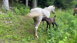 Good job Mama!❤️ #turtleislandpeserve #babies #welcome #newfoal #justintimeforcamp #BrandNew | Turtle Island Preserve