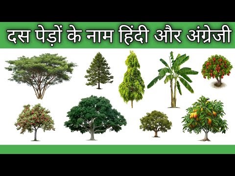 Ten trees name in hindi and english | 10 tree name in hindi | 10 tree name in english | पेड़ो के नाम