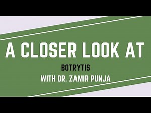 Budding Solutions A Closer Look at Botrytis, Episode 4