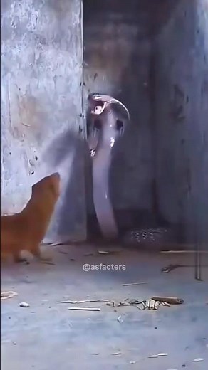 King cobra snake vs Mongoose || सांप और नेवला की लड़ाईन सांप और नेवला की लड़ाई वीडियो